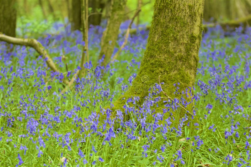 Surrey Hills Walk- Bluebell Forest, England Stock Photo - Image of ...