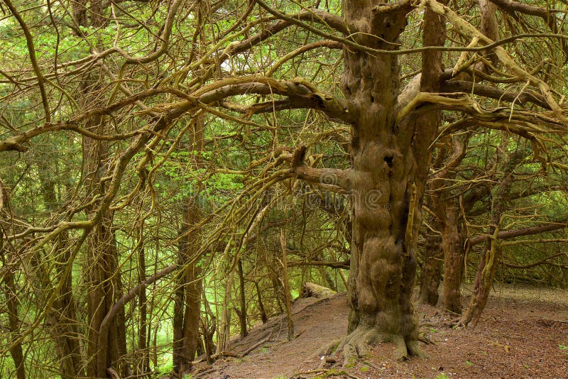 Forest - Surrey Hills Walk, England Stock Photo - Image of english ...