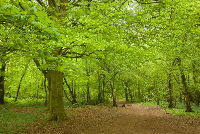 Forest - Surrey Hills Walk, England Stock Photo - Image of outstanding ...