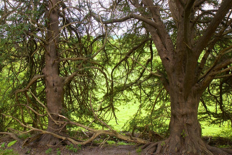 Forest - Surrey Hills Walk, England Stock Photo - Image of beauty ...