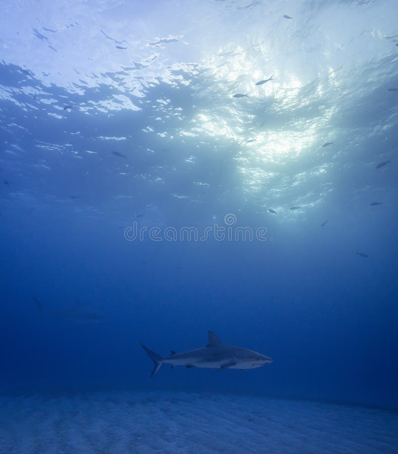 Surrounded by sharks stock photo. Image of animal, wild - 221529086
