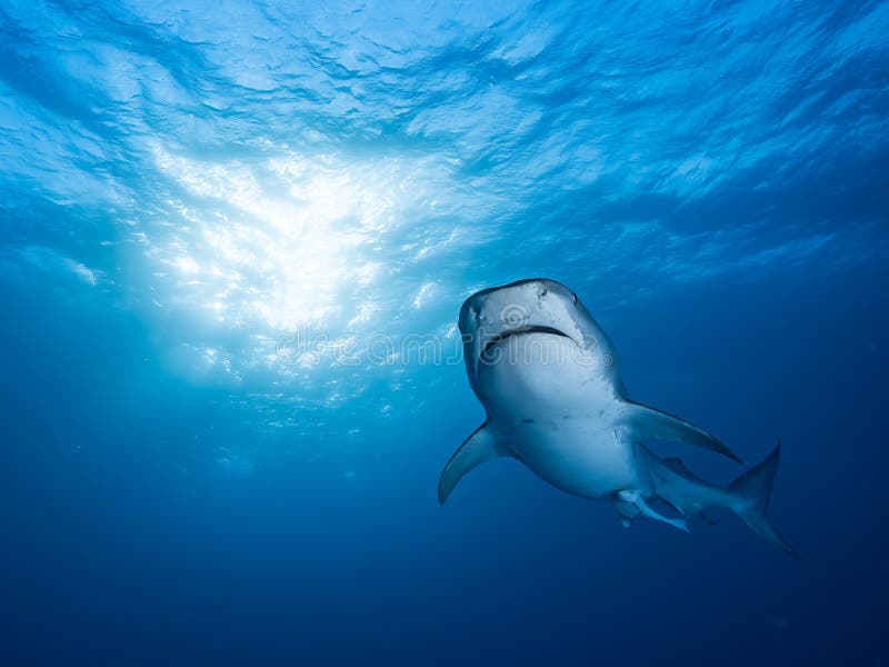 Face To Face with a Great Tiger Shark Stock Photo - Image of predator ...
