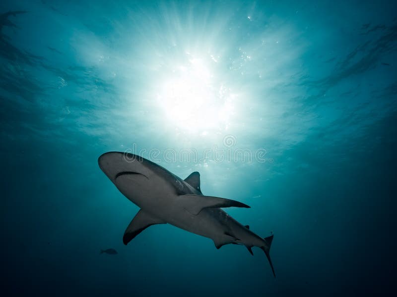 Surrounded by sharks stock photo. Image of animal, wild - 221529086