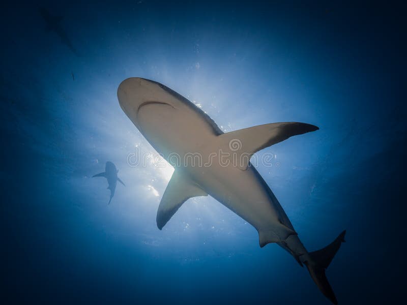 Surrounded by sharks stock image. Image of scuba, shark - 221529045