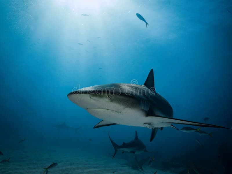 Surrounded by sharks stock photo. Image of animal, wild - 221529086