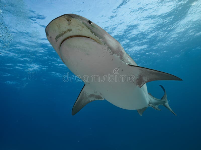 Face To Face with a Great Tiger Shark at Bahamas Stock Image - Image of ...