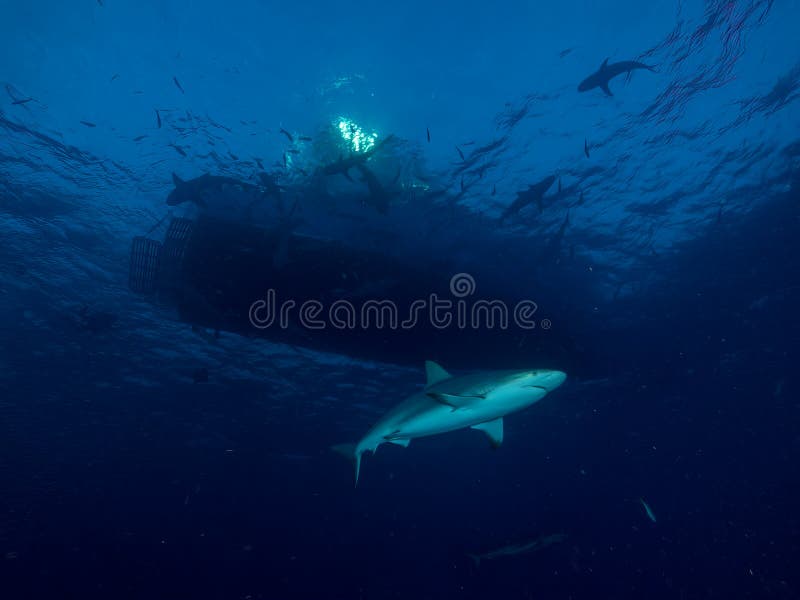 Surrounded by sharks stock photo. Image of water, night - 221529402