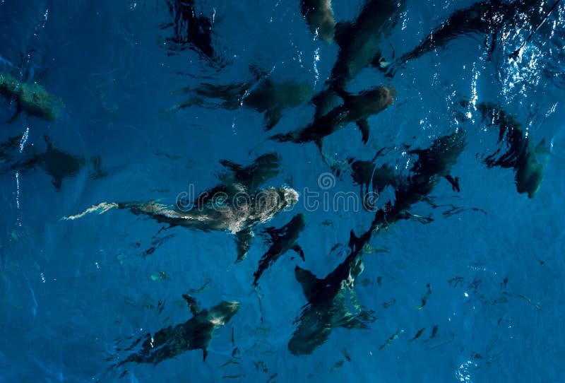 Surrounded by sharks stock image. Image of caribbean - 221529507