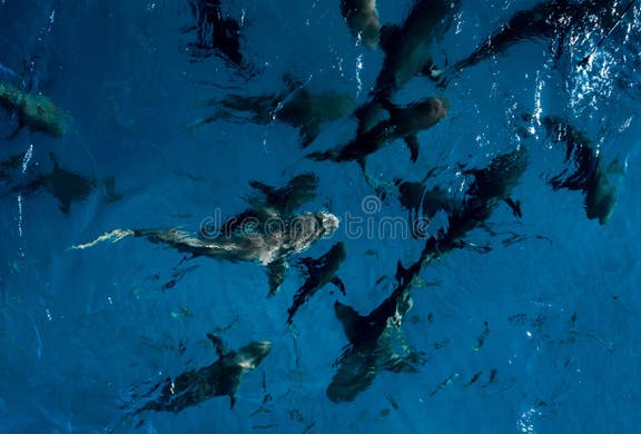 Surrounded by sharks stock image. Image of caribbean - 221529507
