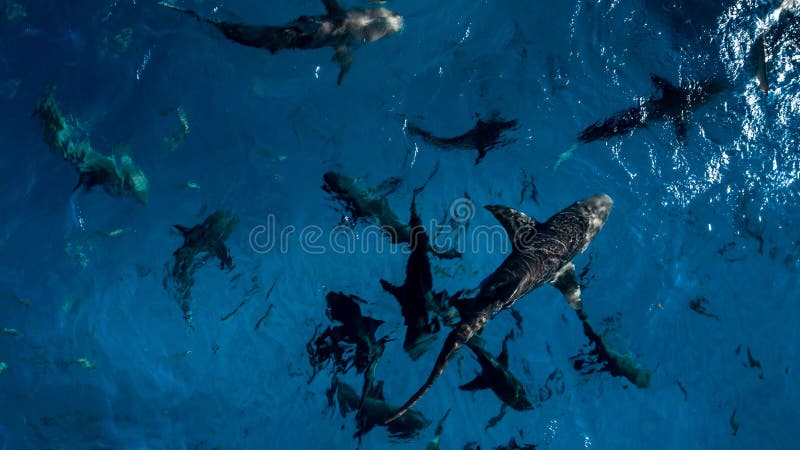 Surrounded by sharks stock photo. Image of natural, reef - 221529612