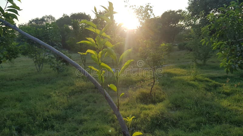 Surrounding Nature Beautiful Good Plants Stock Image - Image of plants ...