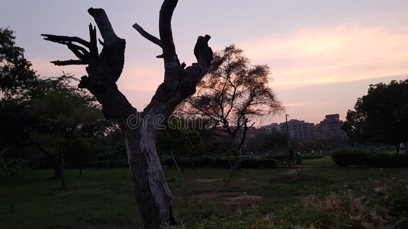 Surrounding Nature Beautiful Good Plants Stock Photo - Image of good ...