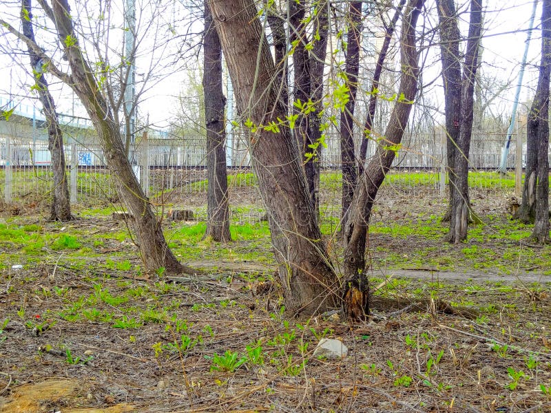 Fence - Fencing Next To Railway Tracks, and Tree Branches with Blooming ...