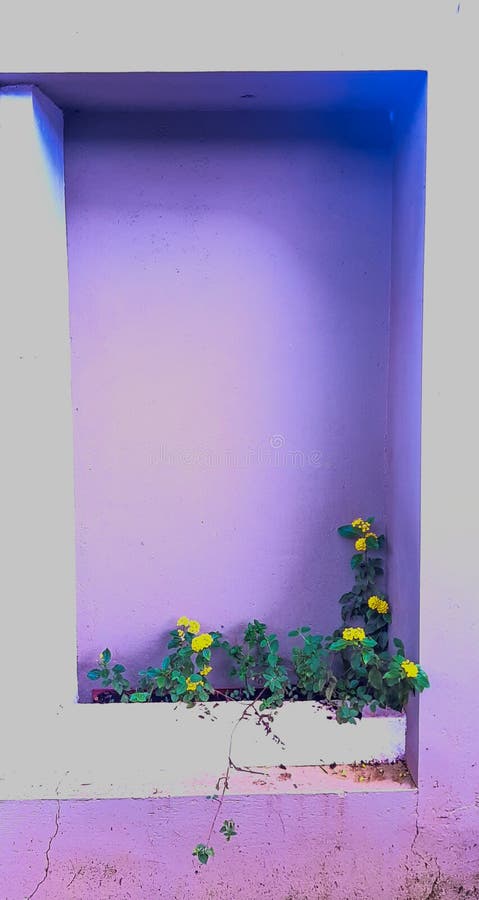 Surrounding Wall Design with Plants.space for Text. Stock Image - Image ...