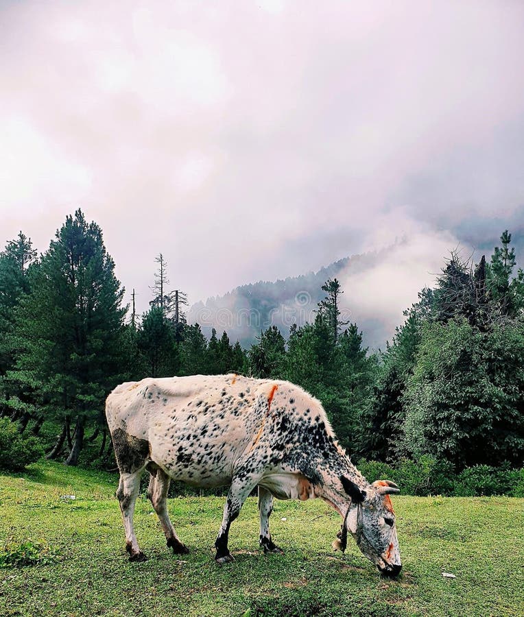 The Image Depicts a Cow Grazing in a Field Under a Sky with Clouds ...