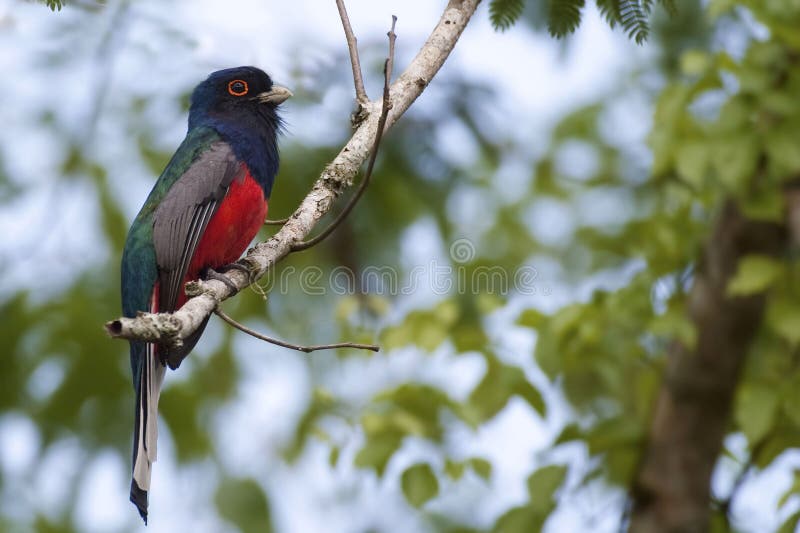 Surucua Trogon, Trogon Surrucura, Perched Stock Photo - Image of fauna ...