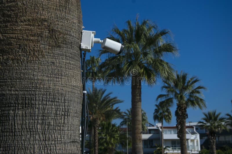A Surveillance Camera in a Cottage Village Attached To the Trunk of a ...