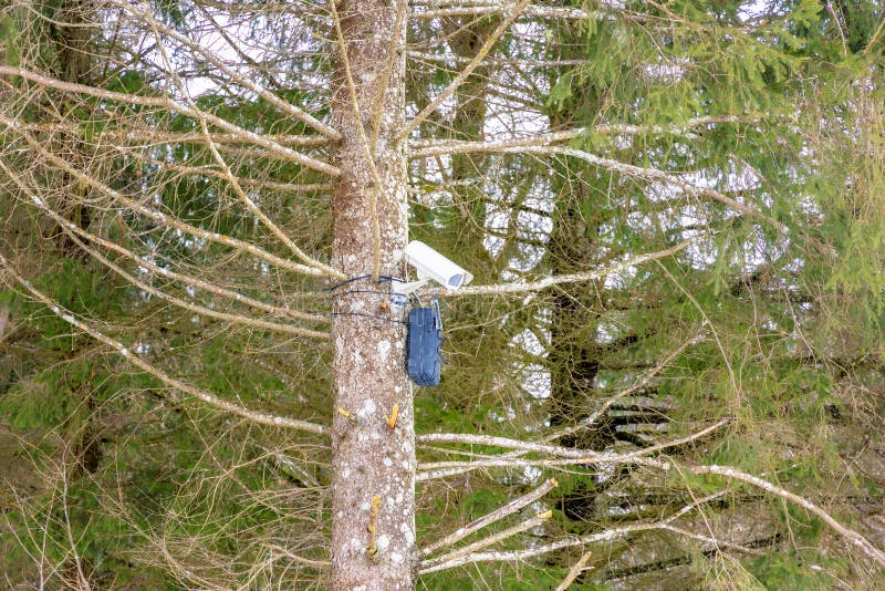 Surveillance Camera on the Tree in Forest Stock Photo - Image of trees ...