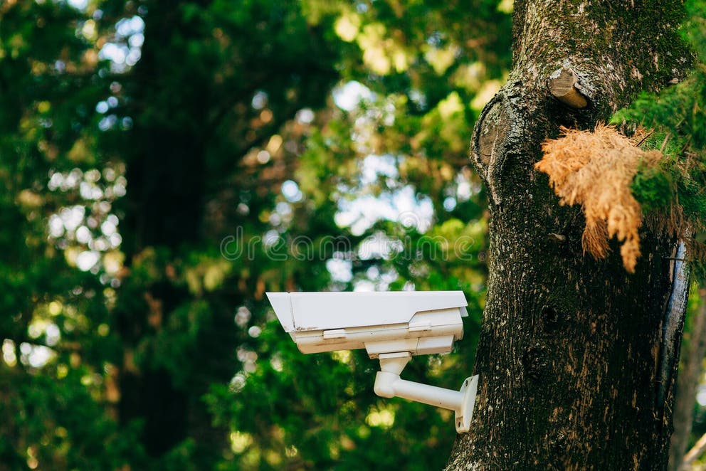 Surveillance Camera on the Tree. Hidden Camera in the Forest Stock ...