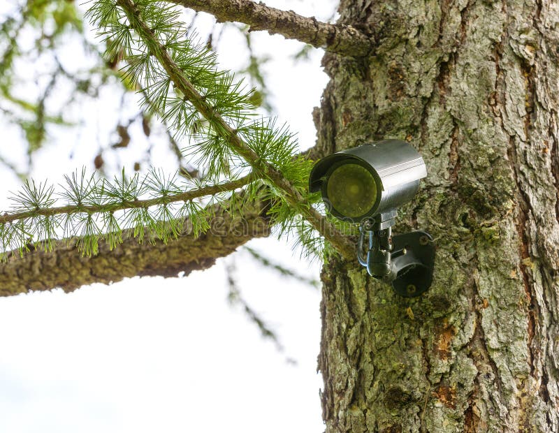 Surveillance Camera on the Tree Stock Image - Image of green, circuit ...