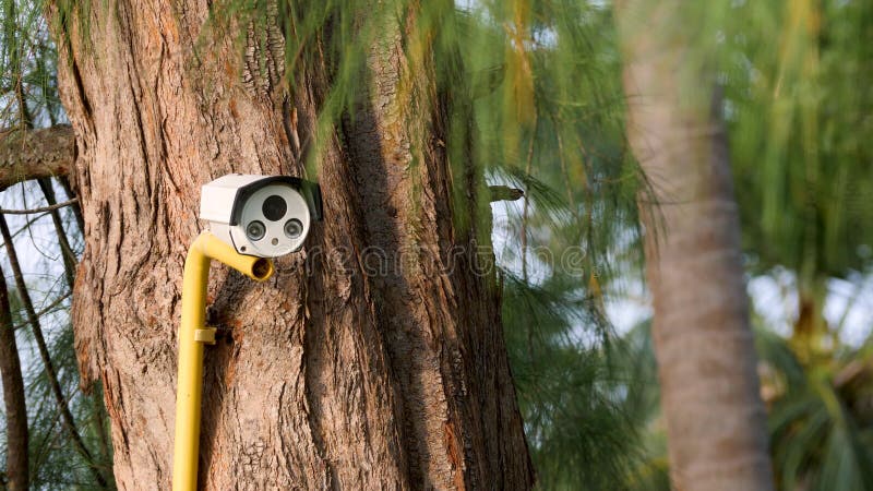 Modern camera CCTV on tree stock video. Video of ownership - 195141613