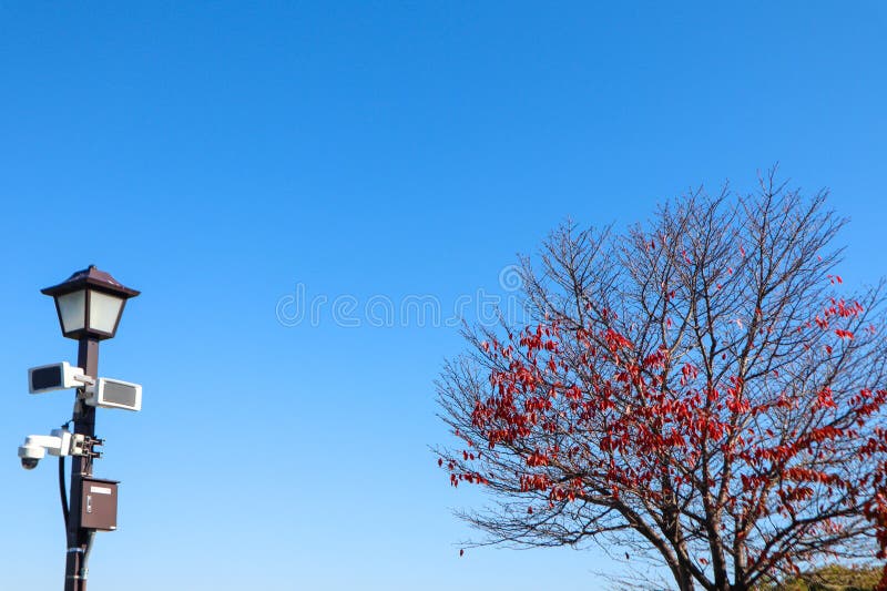 Surveillance Lamp Post beside Autumn Tree Branches Stock Photo - Image ...