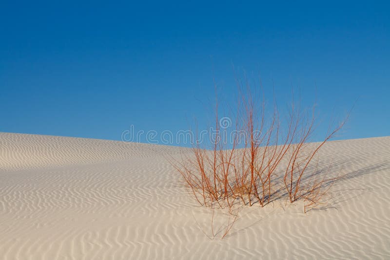 Survival - Lone Plant on White Sand Dune Stock Photo - Image of ...