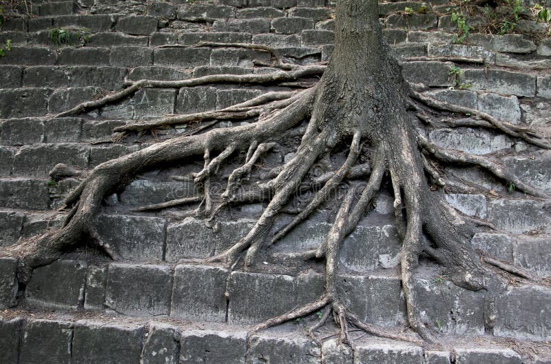 Survival of Trees in the City. Environmental Problem. Stock Photo ...