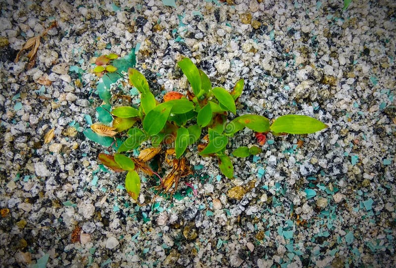 Surviving Green Grass in Sand Stock Image - Image of sand, yellow ...