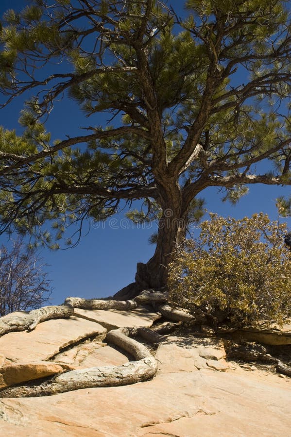 The Surviving Tree Branches Stock Photo - Image of backdrop, blue ...