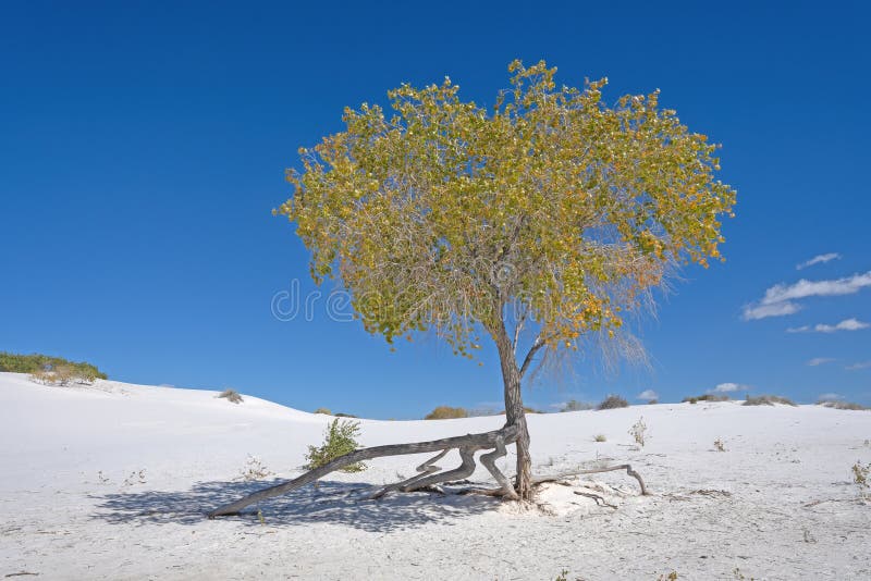 Samnds National Park Stock Photos - Free & Royalty-Free Stock Photos ...