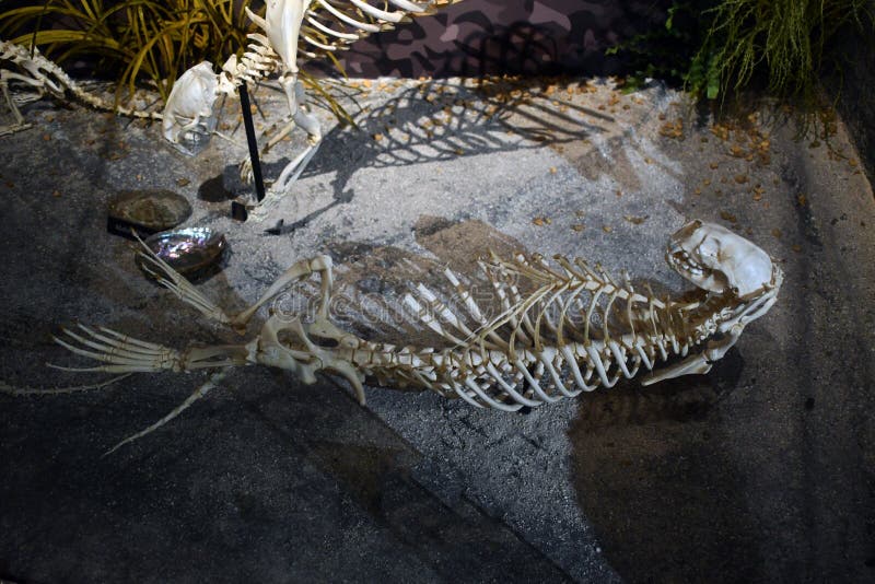 Sus Esqueletos De Nutria Se Posaron Como Nadar Imagen de archivo ...