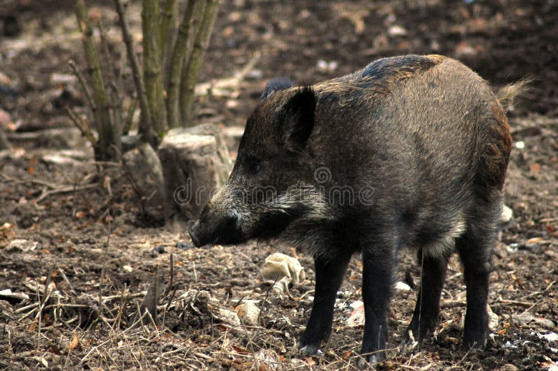 Sus scrofa stock image. Image of mammal, wildlife, scrofa - 16571763