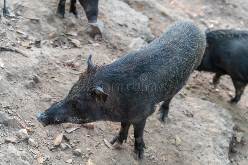Sus Scrofa Del Cinghiale, Anche Conosciuto Come Il Maiale Selvaggio ...