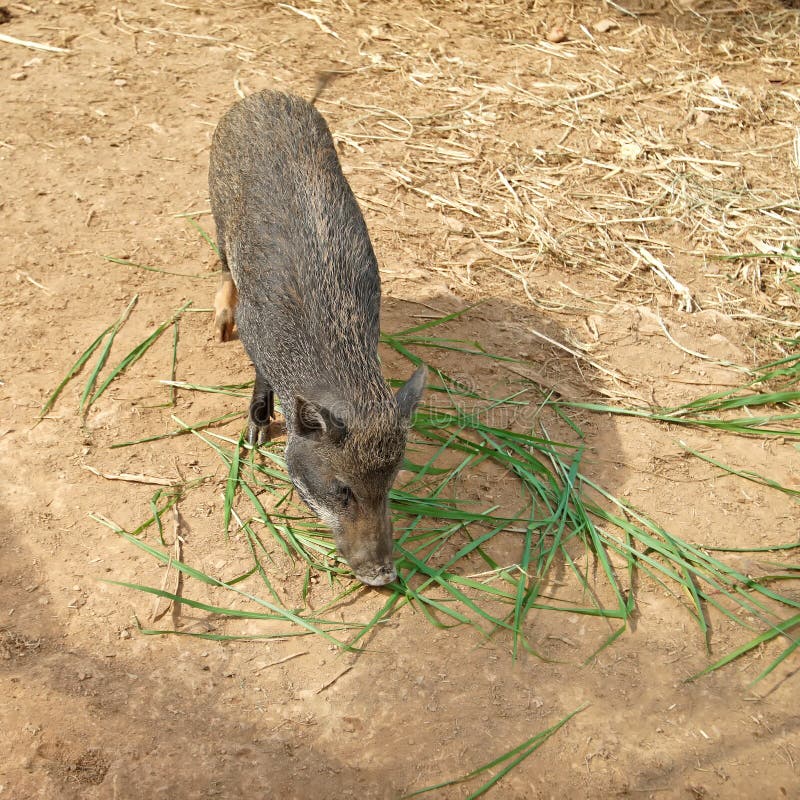 Sus scrofa or wild boar stock image. Image of scrofa - 65489629
