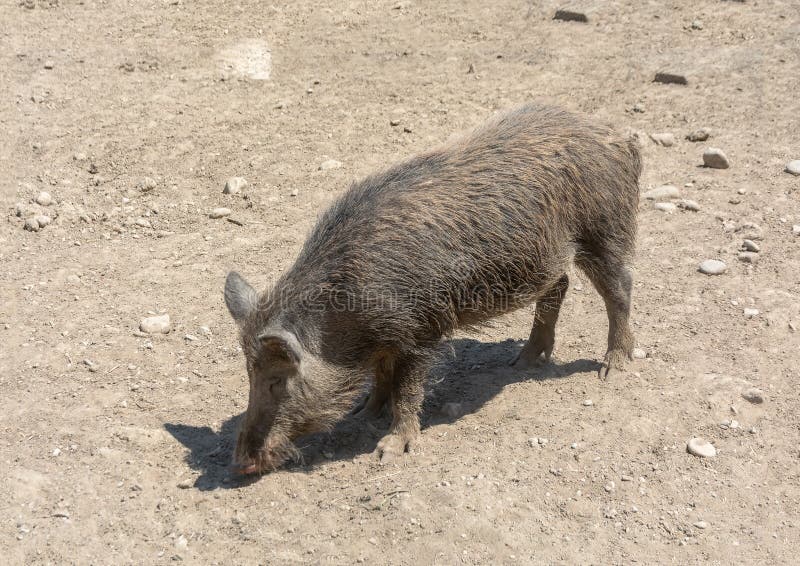 Wild Boar Sus scrofa stock image. Image of spring, wild - 160180795