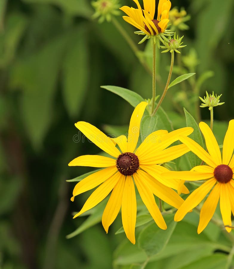 Susan Negro-observada, Hirta Del Rudbeckia Imagen de archivo - Imagen ...