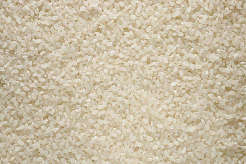 Sushi Rice stock image. Image of close, food, texture - 8644349