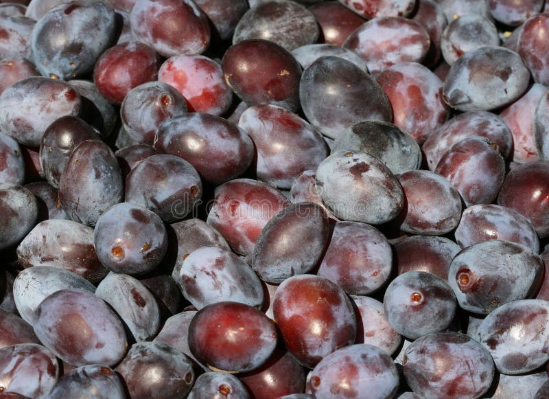 Susine Selvatiche - Selezionate Di Recente Fotografia Stock - Immagine ...