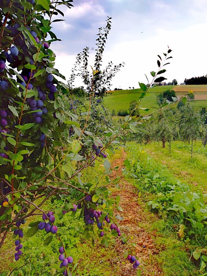 Susini in un frutteto fotografia stock. Immagine di prugne - 123512244