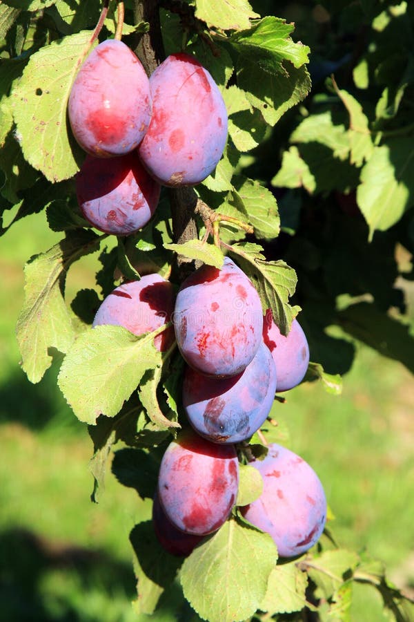 Susino in frutteto immagine stock. Immagine di frutte - 95424969