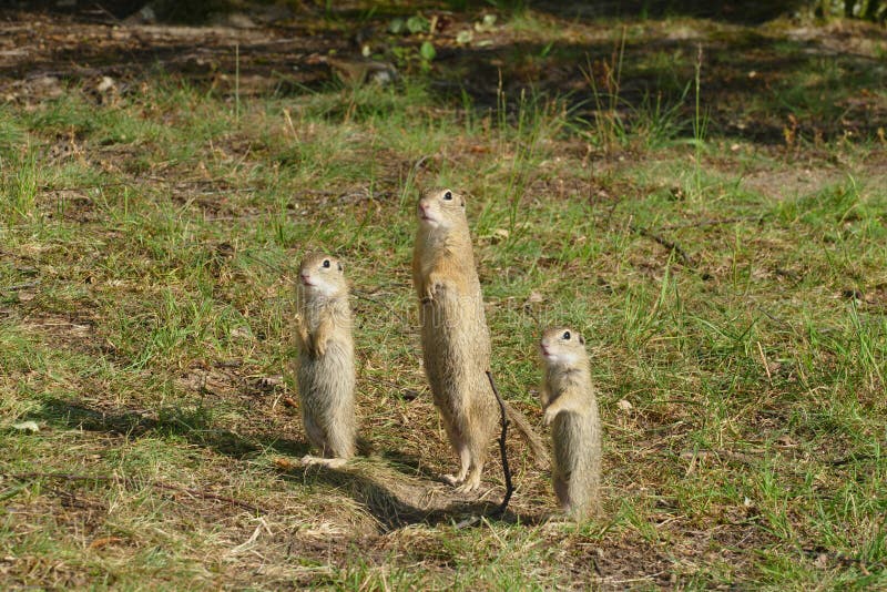 Cute European Ground Squirrel, Suslik Spermophilus Citellus Stock Image ...