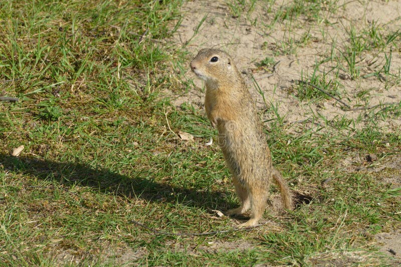 Suslik europen stock image. Image of gopher, animal, natural - 94229583