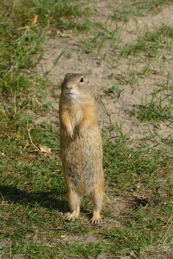 Suslik europen stock image. Image of nice, spermophilus - 94229643
