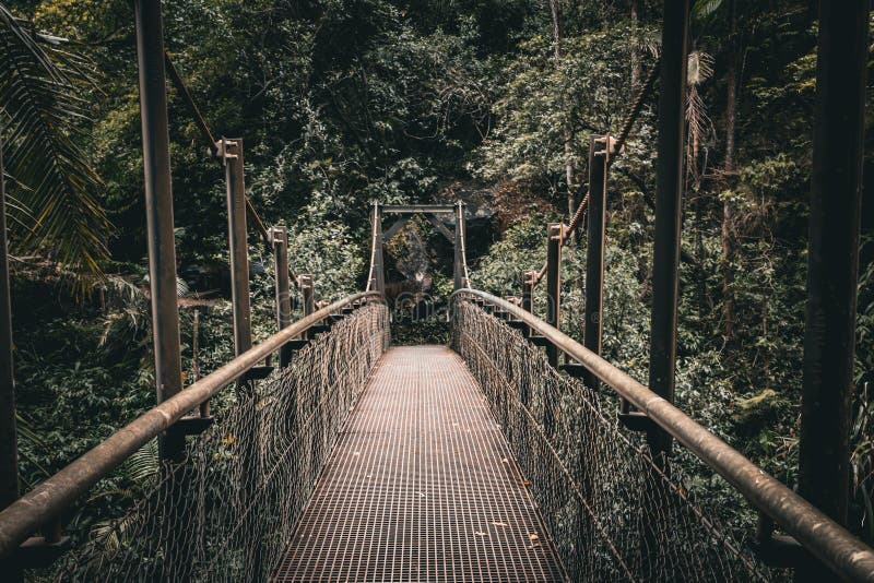 Suspended Jungle Bridge stock image. Image of nature - 311952239