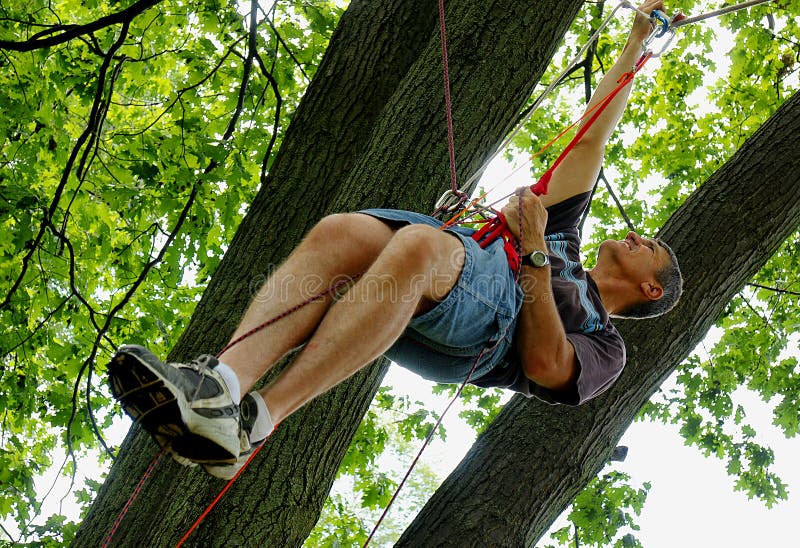 Suspended from Ropes in a Tree Stock Image - Image of leafy, ropes: 5969345