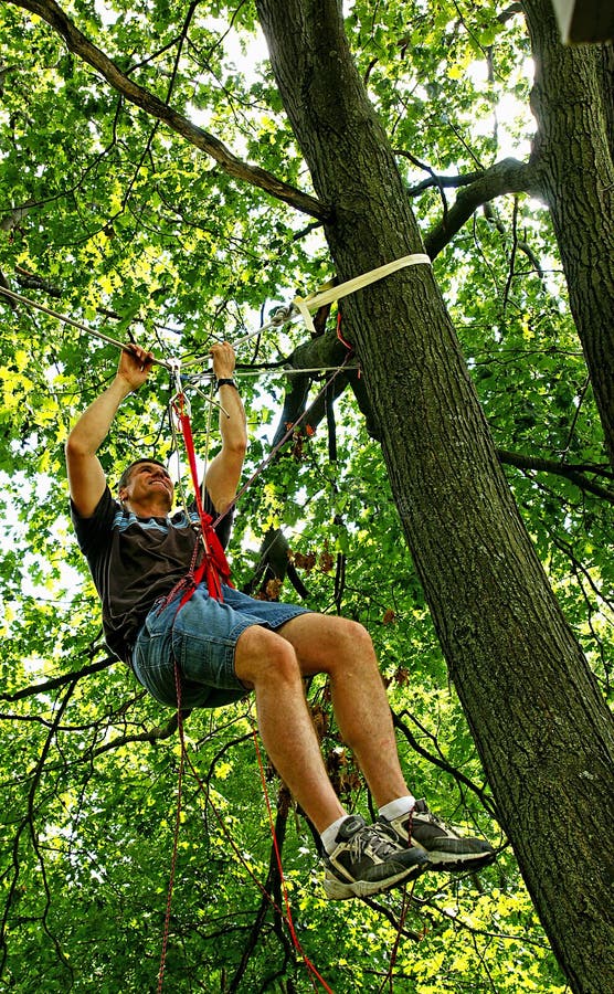 Suspended from Ropes in a Tree Stock Photo - Image of bark, aerial: 5970322