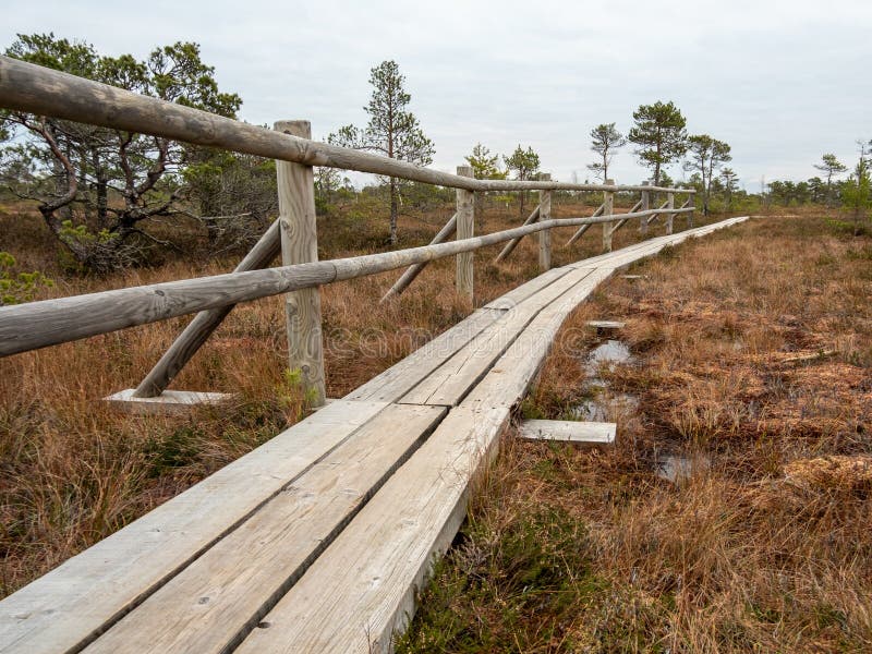 Suspended Secrets: Explore the Elevated Wooden Path through the Swamp ...