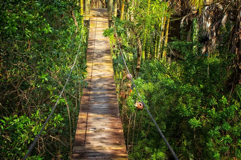 Suspended Walking Bridge in Jungle Stock Photo - Image of lush, walking ...