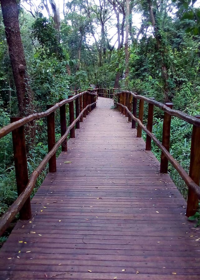 Suspended wooden path stock photo. Image of promenade - 259553248